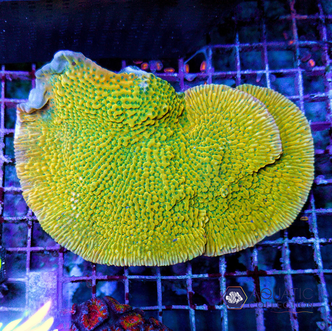 corals – Aquatic Collection Aquarium