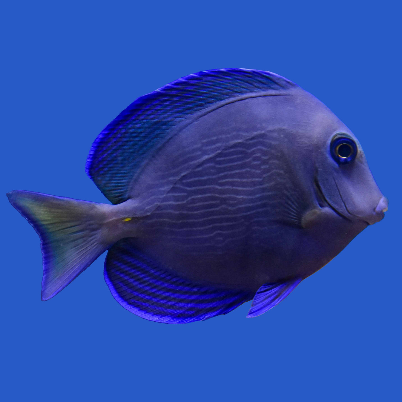 Atlantic Blue Tang – Aquatic Collection Aquarium