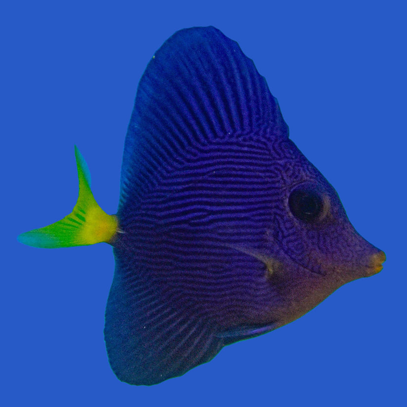 Purple Tang – Aquatic Collection Aquarium
