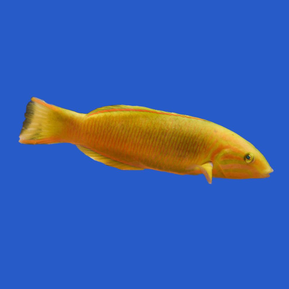 Banana Wrasse – Aquatic Collection Aquarium