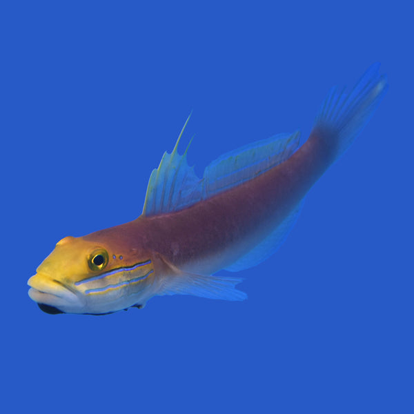 Bella Goby – Aquatic Collection Aquarium