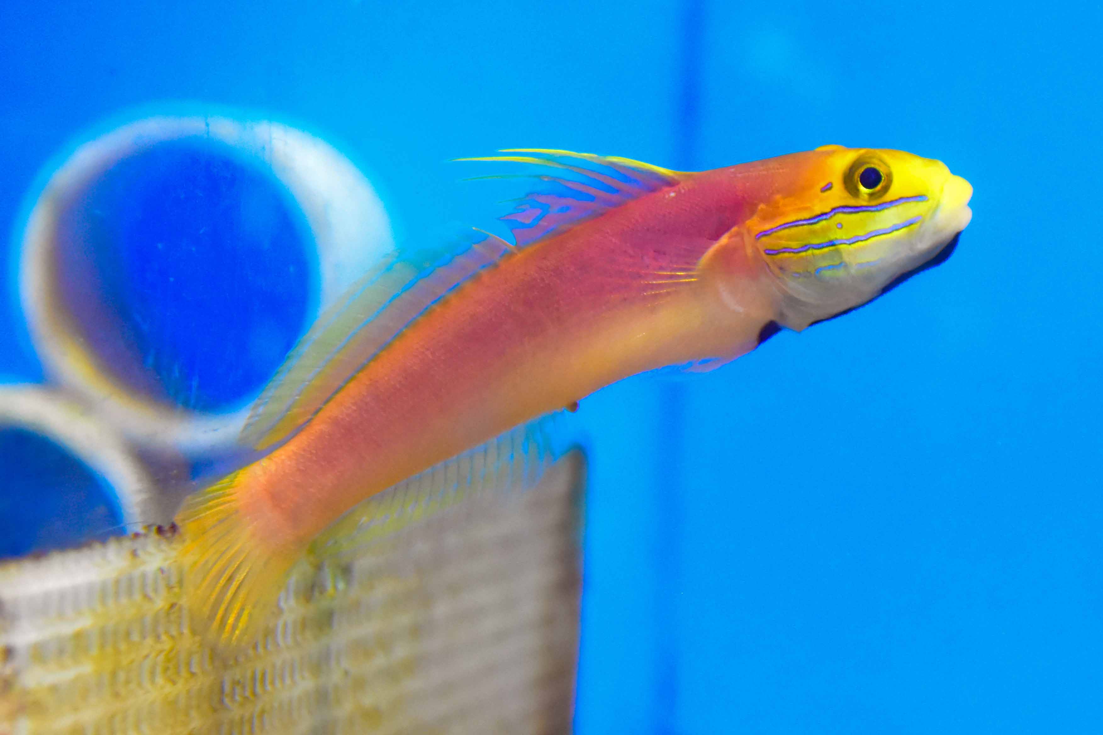 Bella Goby – Aquatic Collection Aquarium