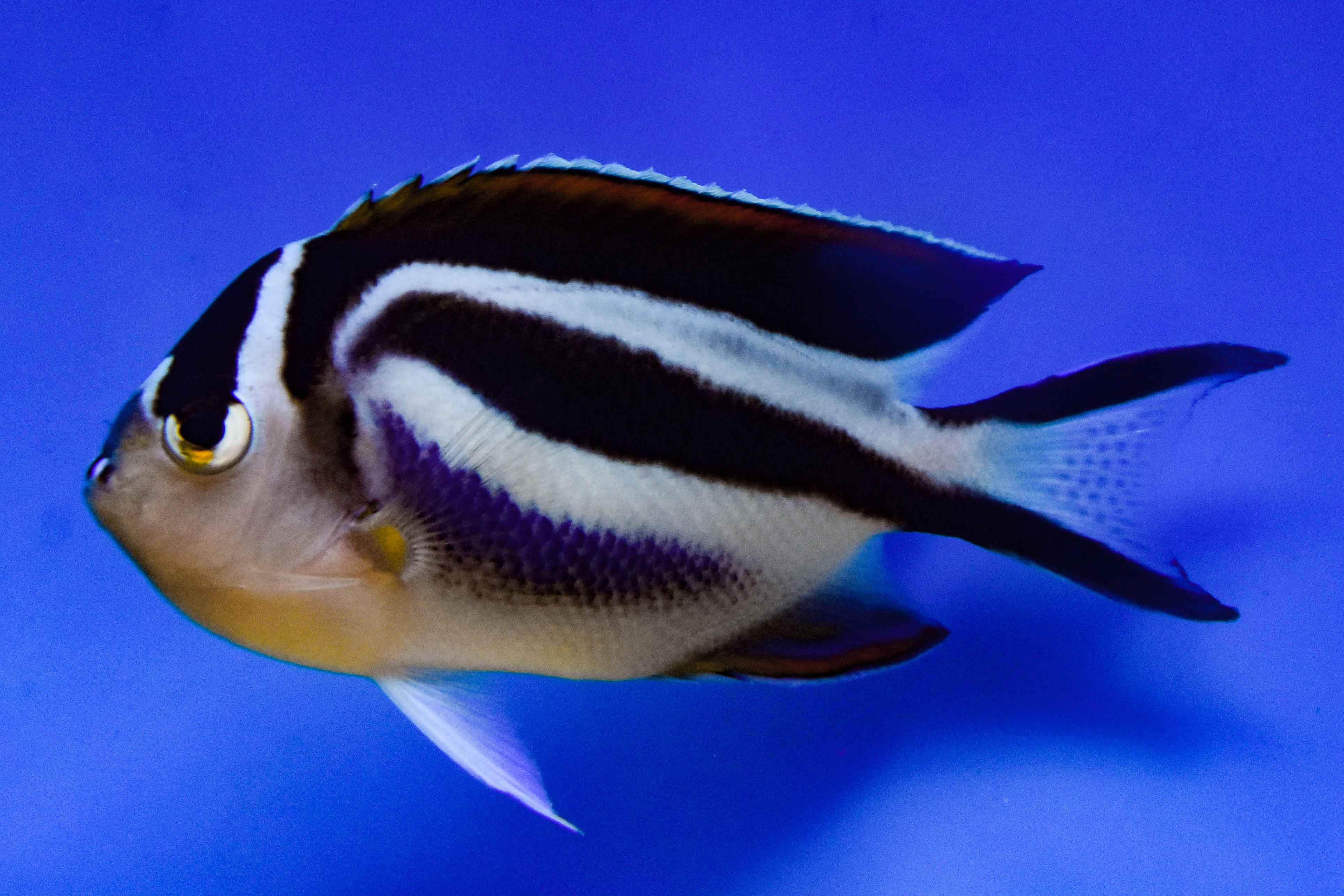 Bellus Angel – Aquatic Collection Aquarium