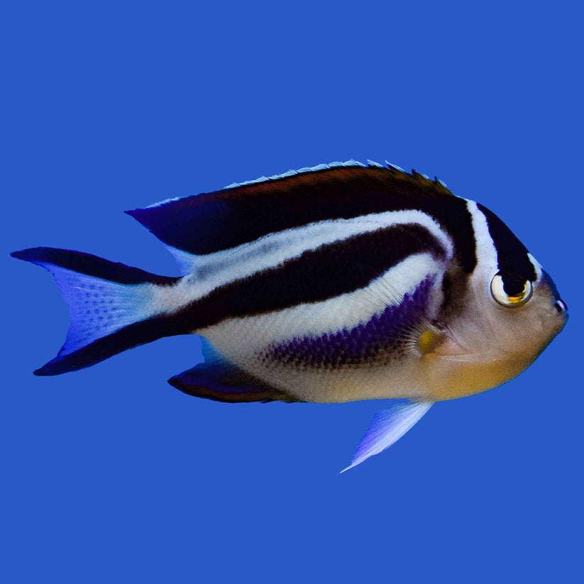 Bellus Angel – Aquatic Collection Aquarium