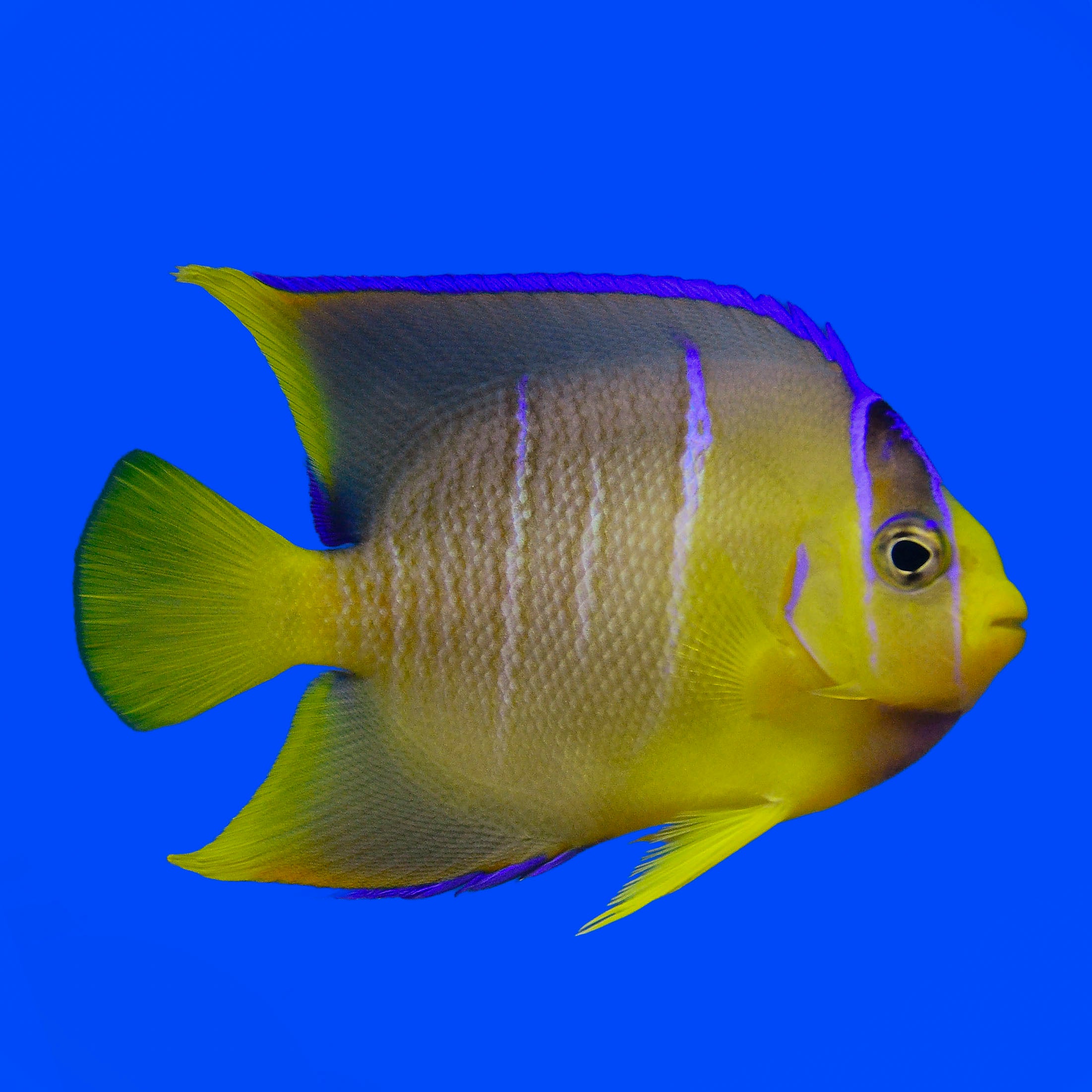 Blue Angelfish – Aquatic Collection Aquarium