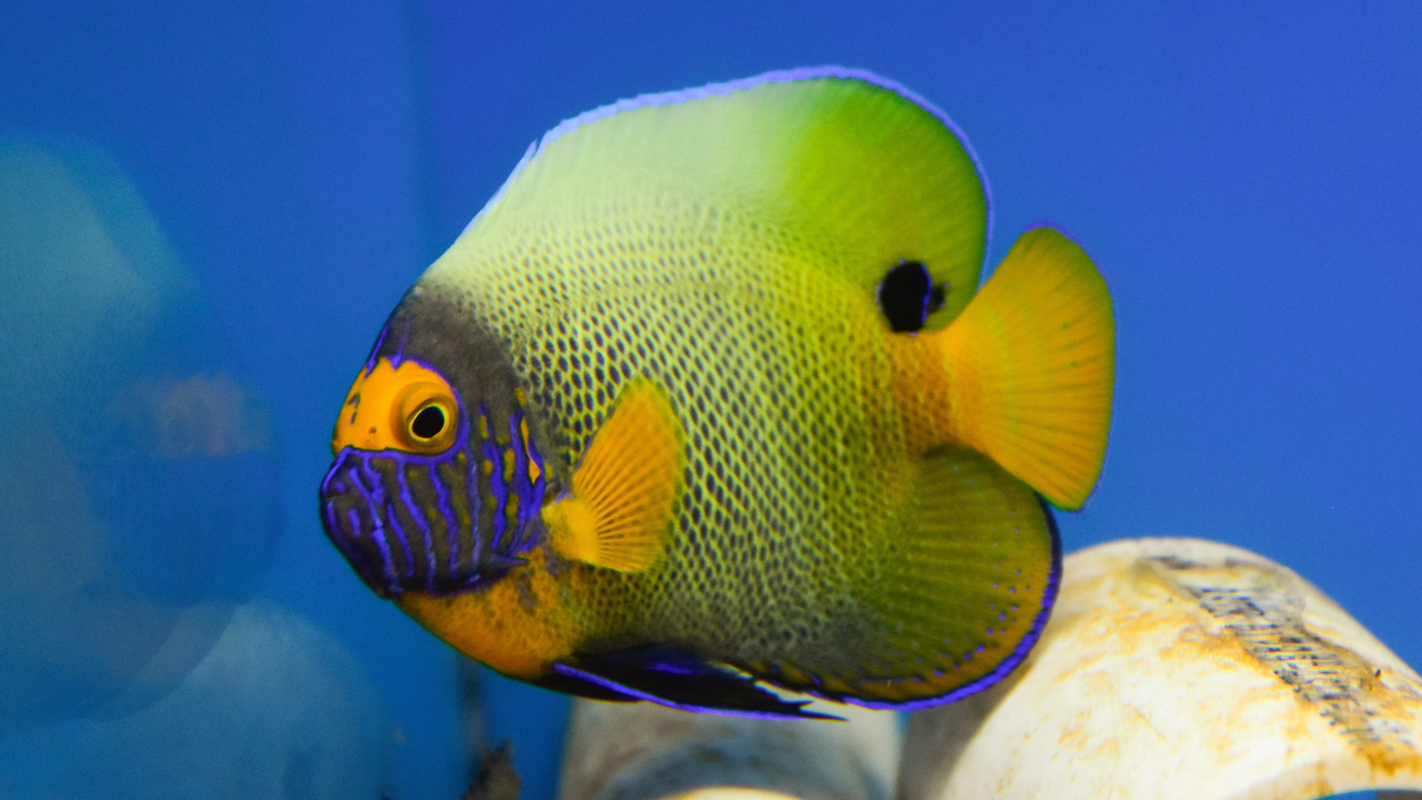 Blue Face Angel – Aquatic Collection Aquarium