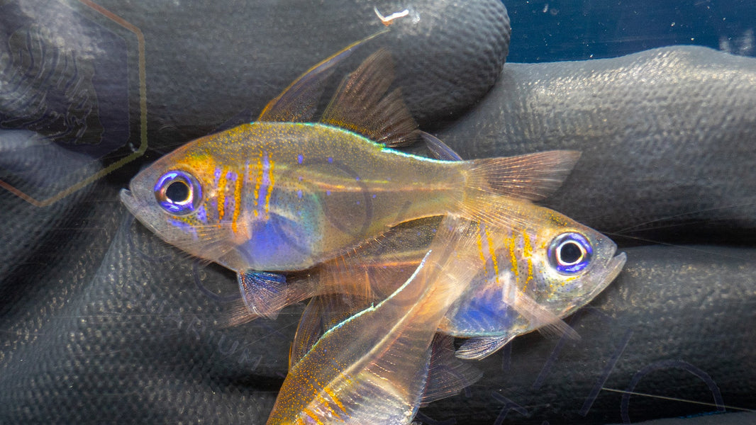 Cardinals – Aquatic Collection Aquarium