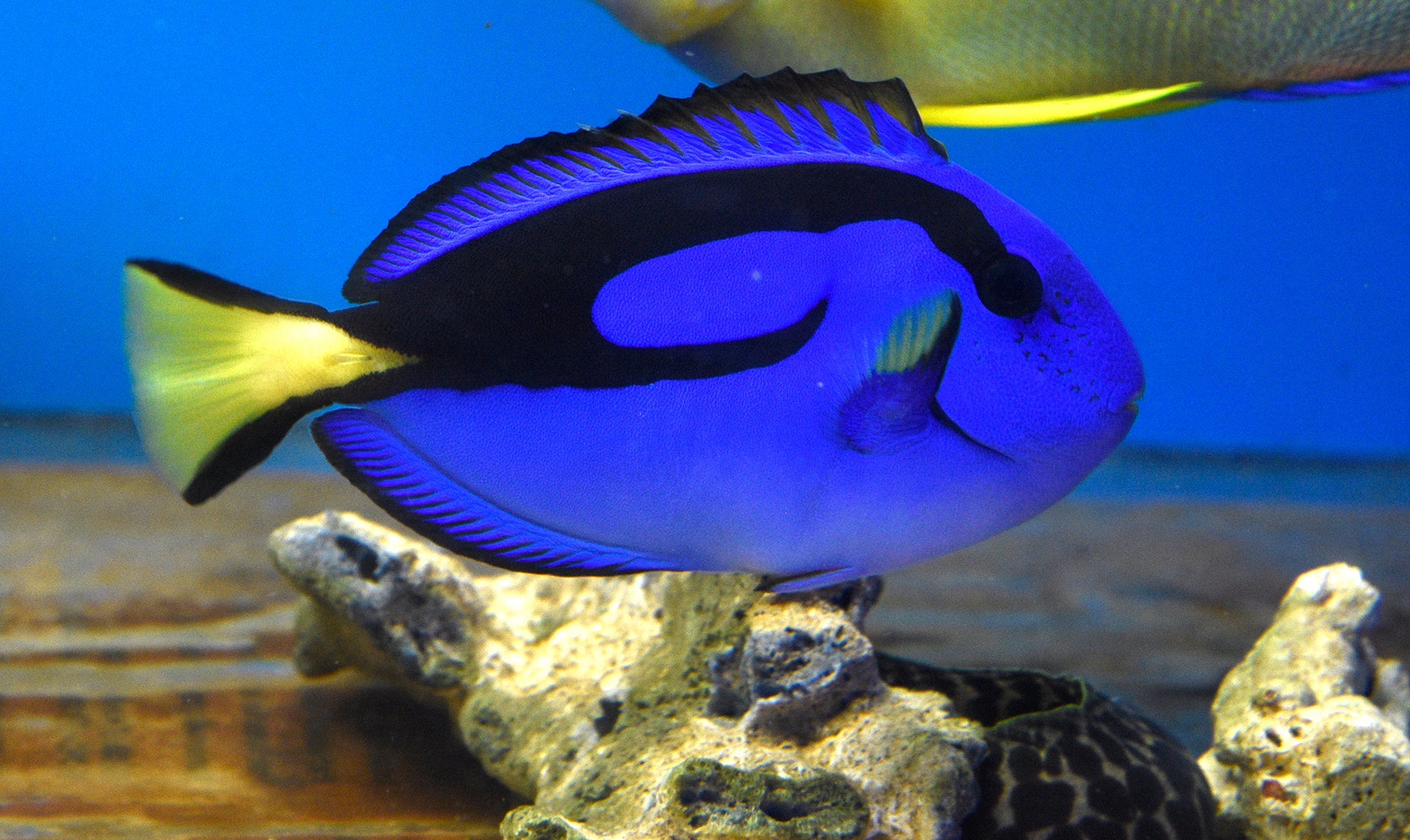 Blue Tang – Aquatic Collection Aquarium