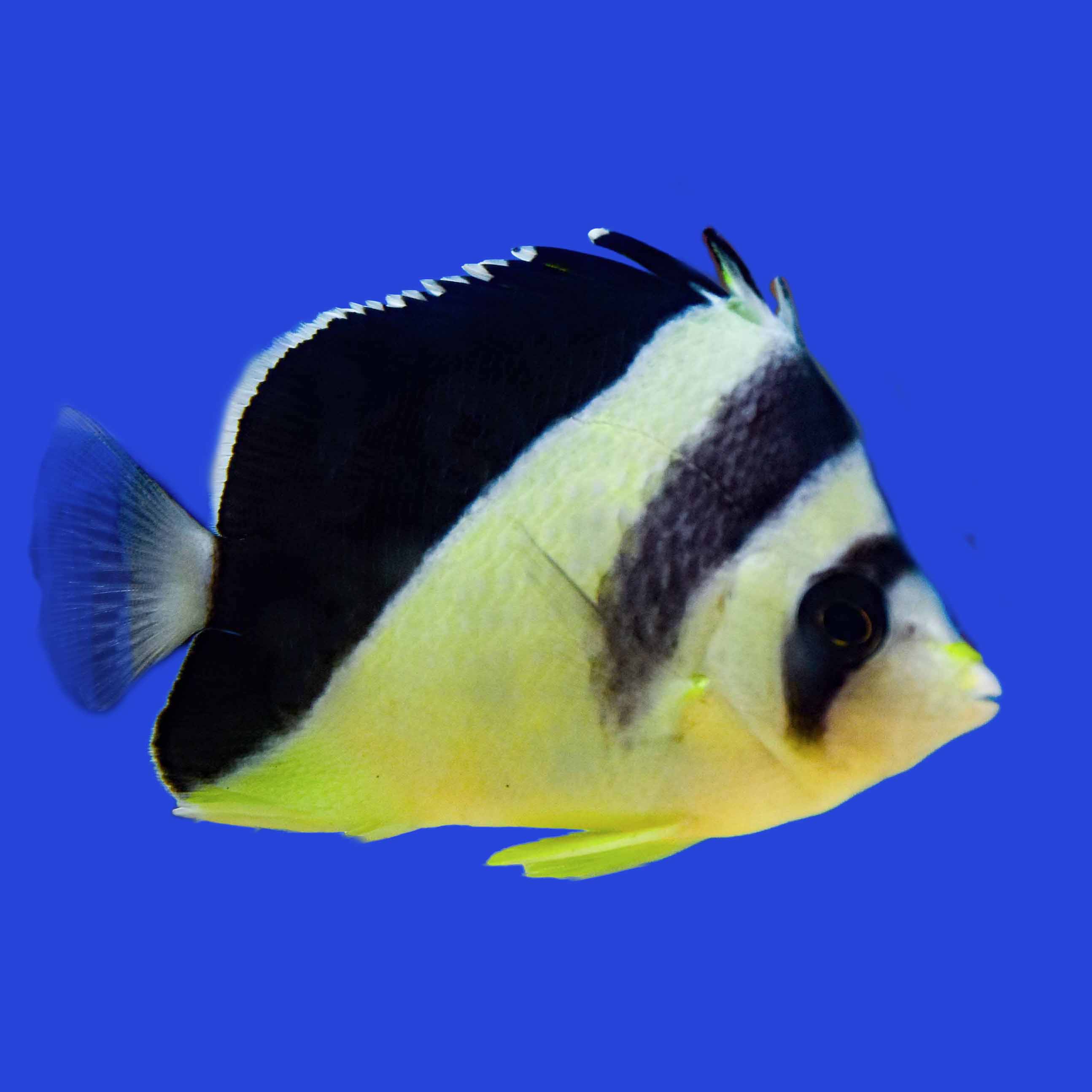Burgess Butterflyfish – Aquatic Collection Aquarium