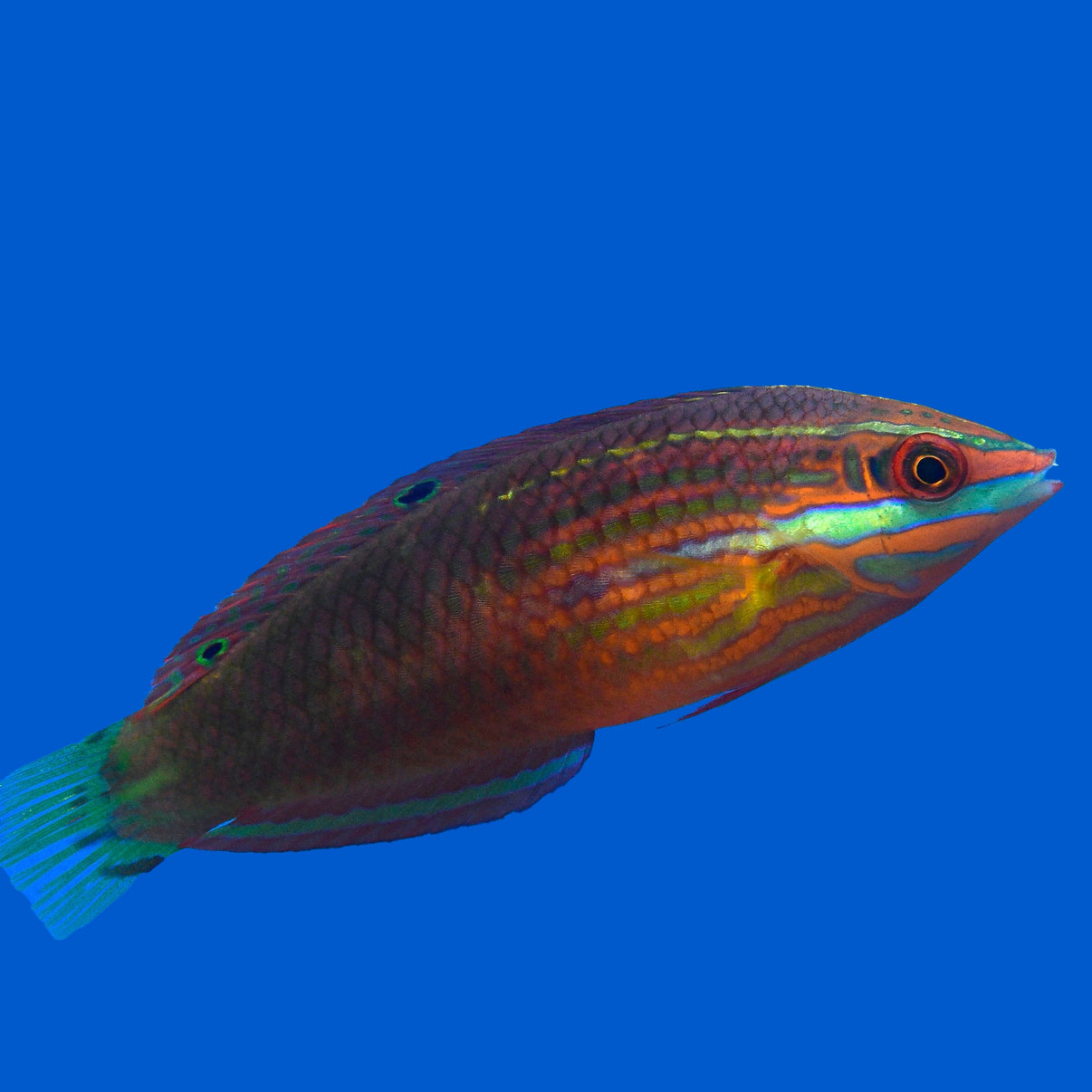 Christmas Wrasse – Aquatic Collection Aquarium
