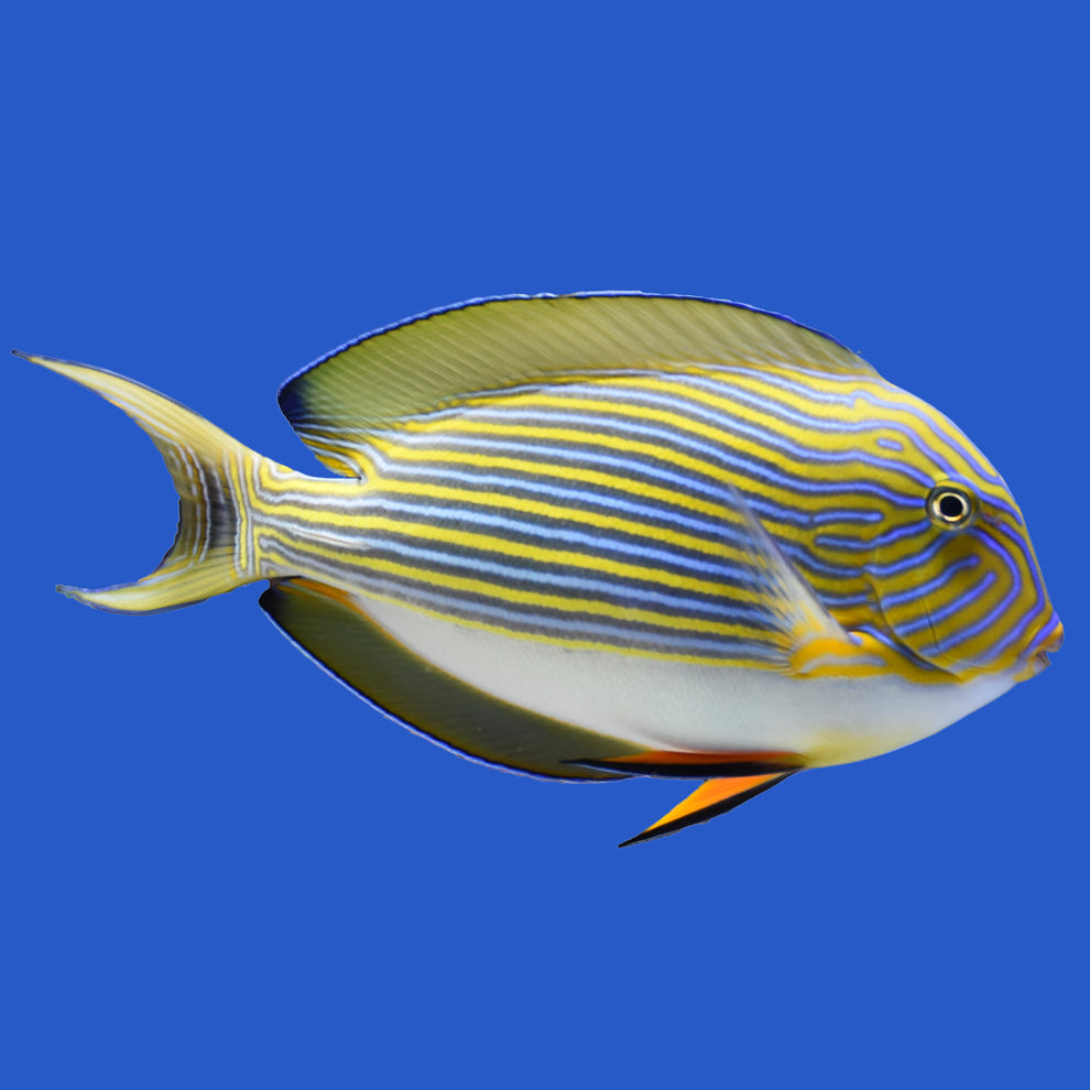 Clown Tang – Aquatic Collection Aquarium