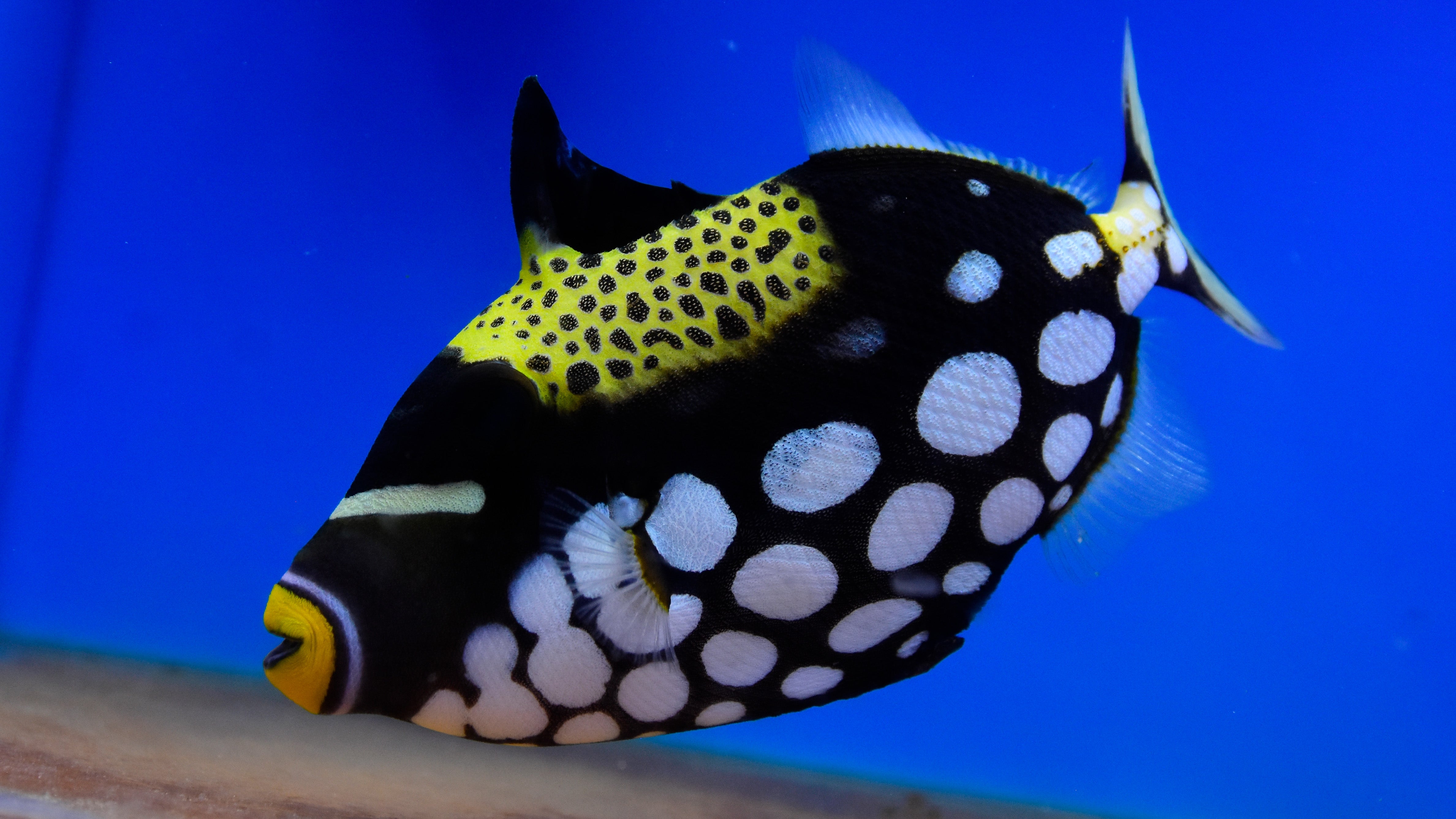 Clown Trigger – Aquatic Collection Aquarium