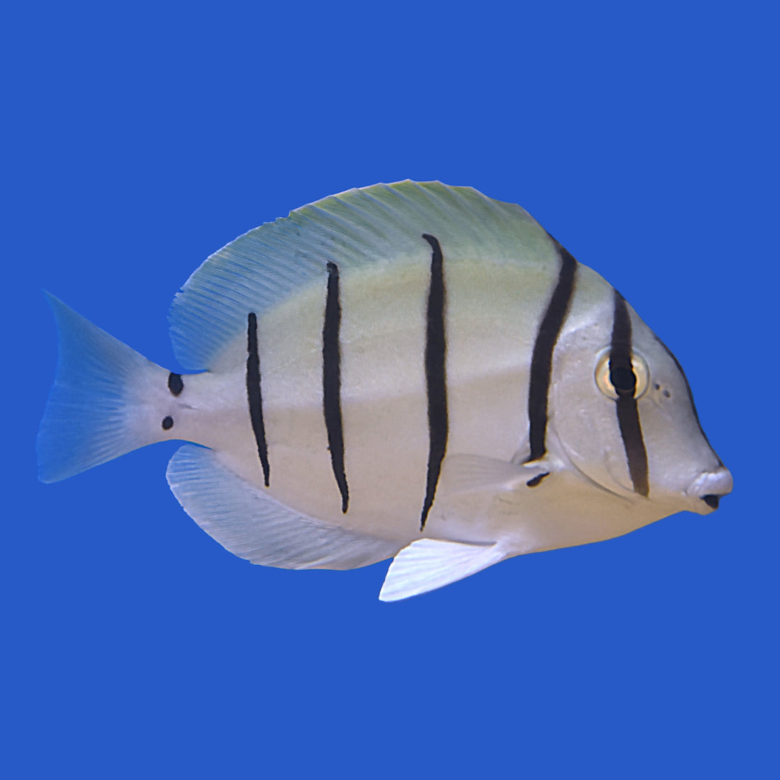 Convict Tang – Aquatic Collection Aquarium