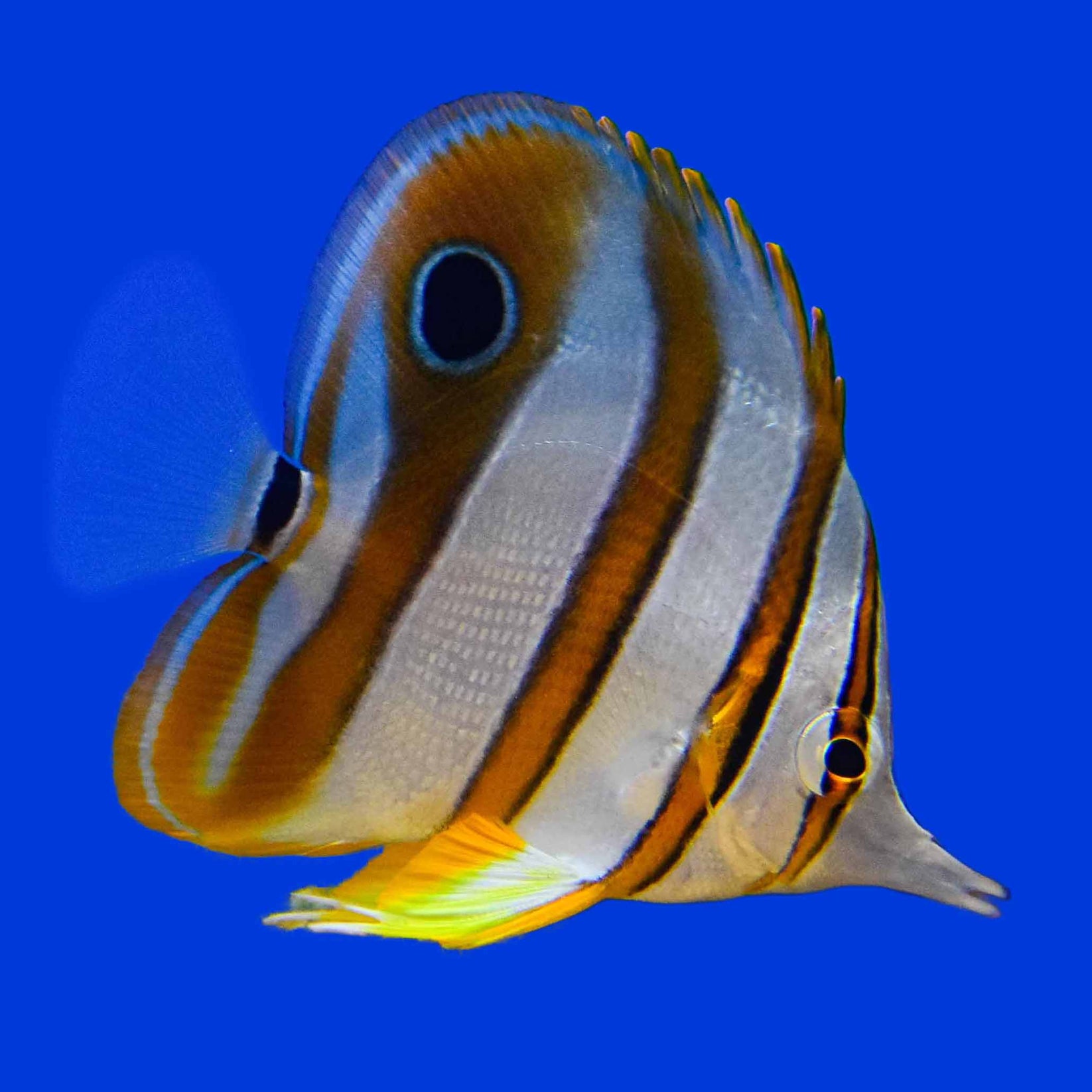 Copperband Butterflyfish – Aquatic Collection Aquarium