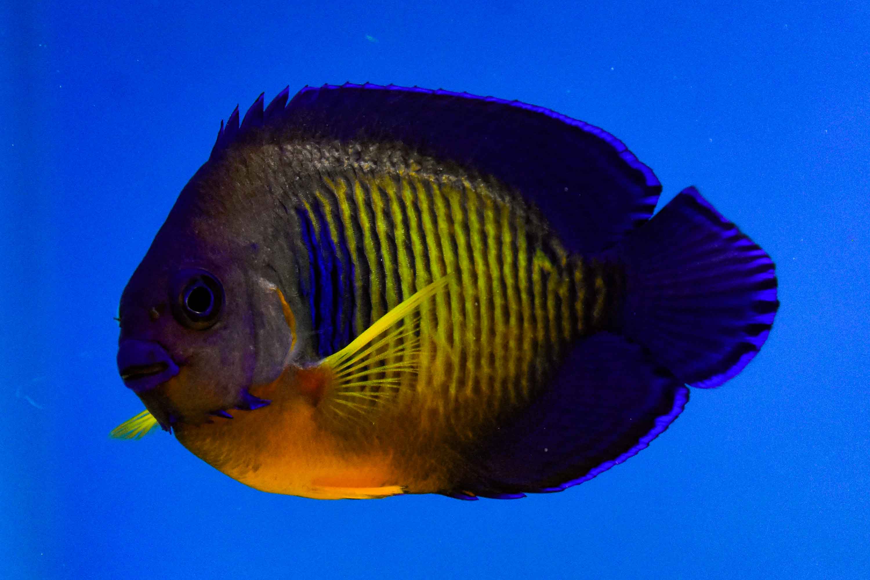Coral Beauty Angelfish – Aquatic Collection Aquarium