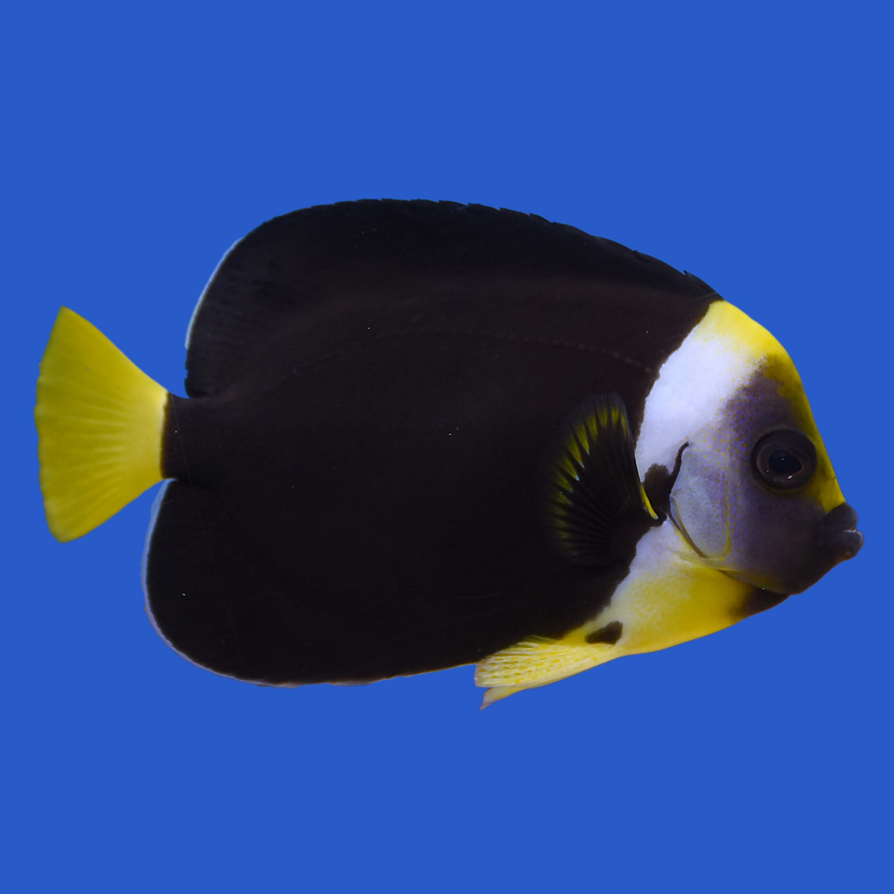 False Personifer Angelfish WYSIWYG – Aquatic Collection Aquarium