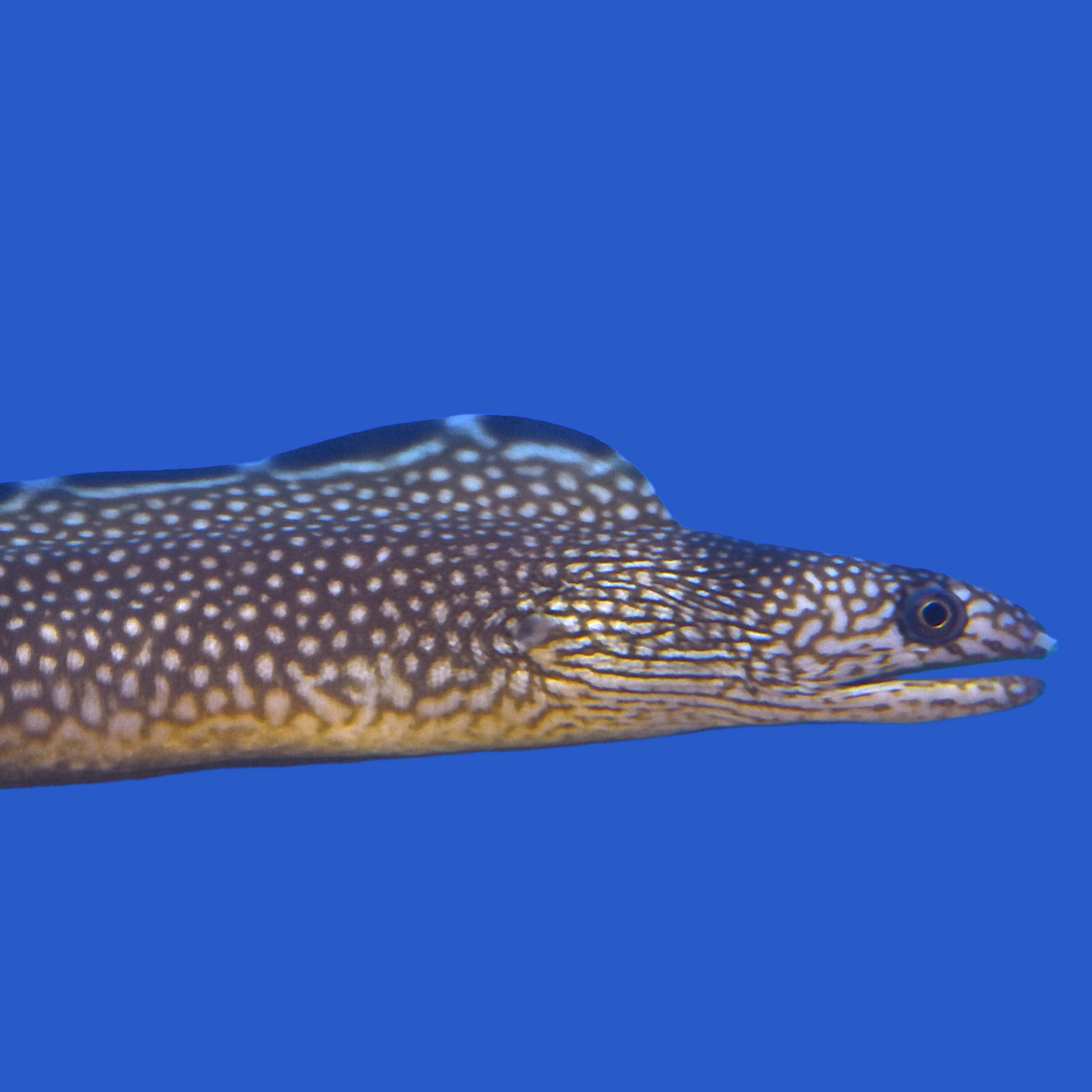 Black Edge Eel – Aquatic Collection Aquarium
