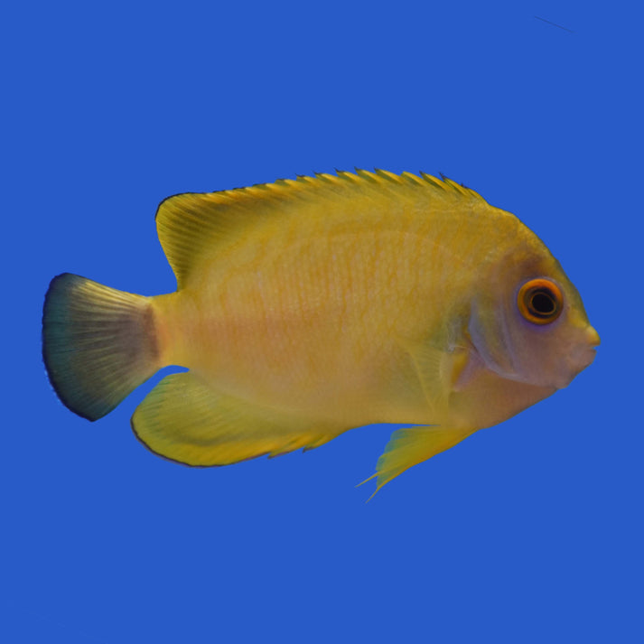 Tigerpyge Angelfish WYSIWYG – Aquatic Collection Aquarium