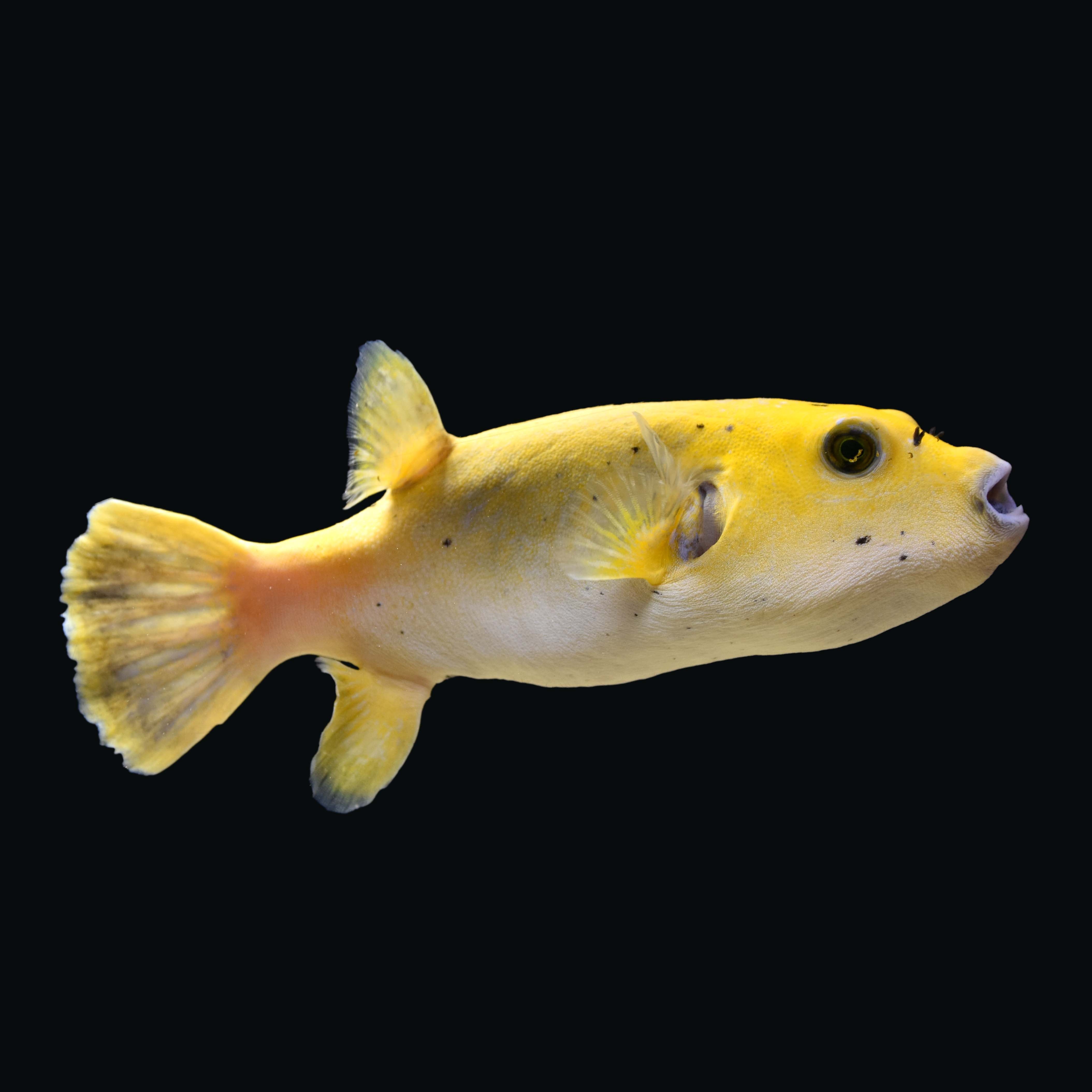 Golden Pufferfish – Aquatic Collection Aquarium