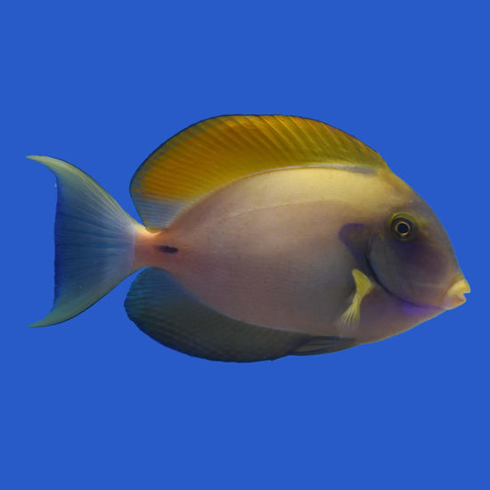 Fowleri Tang – Aquatic Collection Aquarium