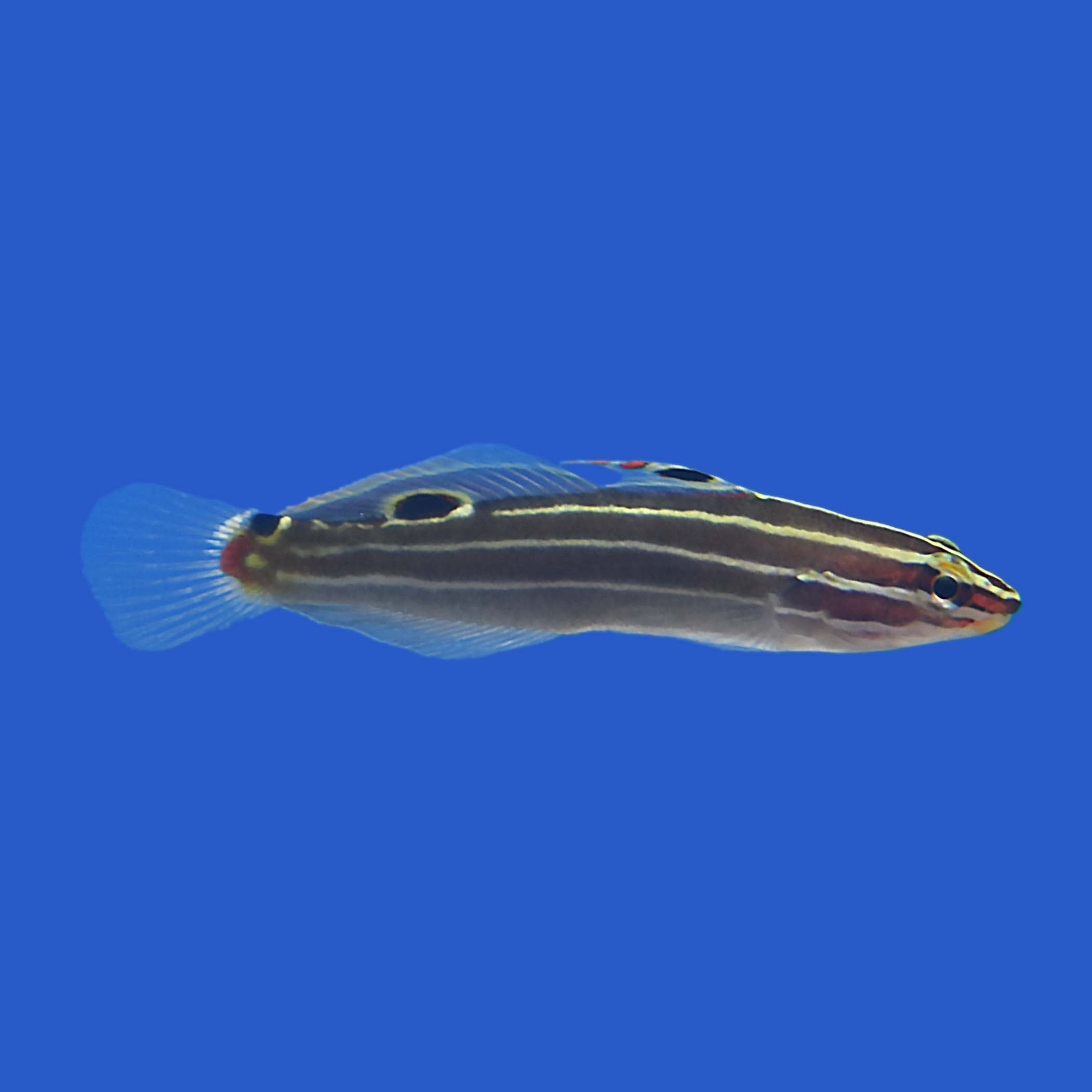 Hector Goby – Aquatic Collection Aquarium