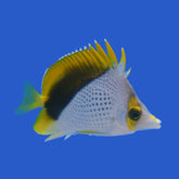 Aquatic Collection Aquarium