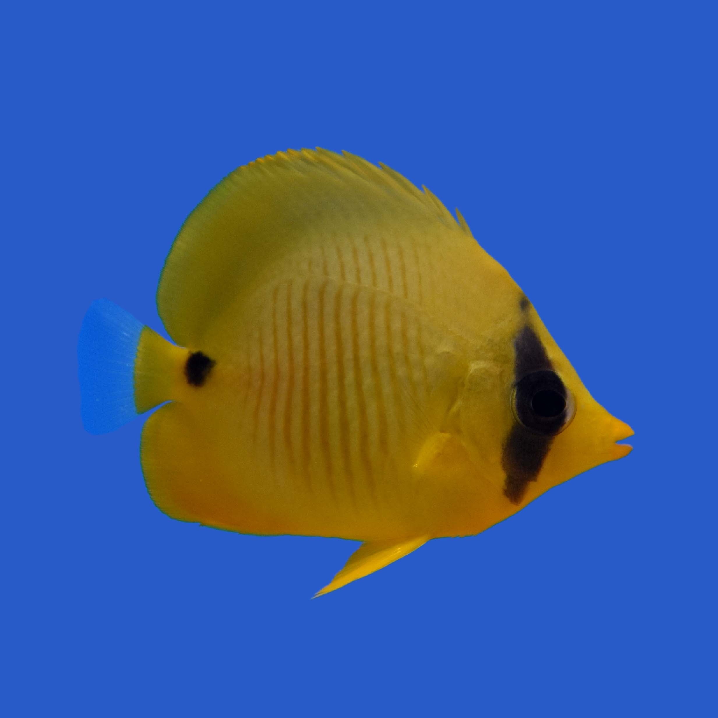 Golden Butterflyfish (Juvenile) WYSIWYG – Aquatic Collection Aquarium