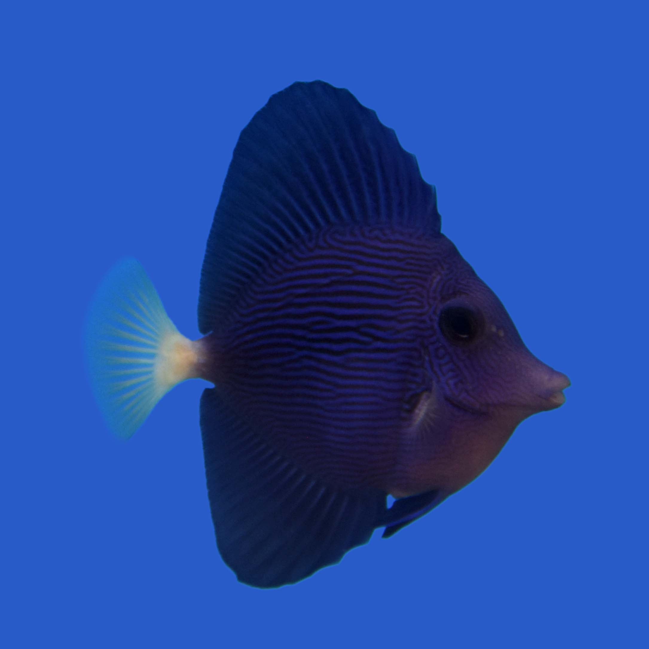 Purple Tang (Tank Raised) WYSIWYG – Aquatic Collection Aquarium