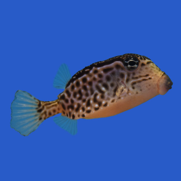 Reticulate Boxfish WYSIWYG – Aquatic Collection Aquarium