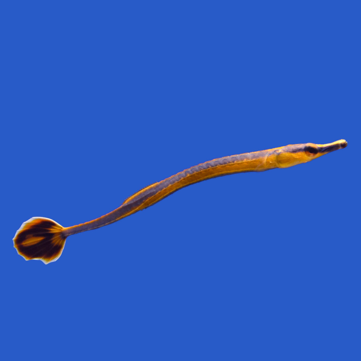 Blue Stripe Pipefish – Aquatic Collection Aquarium