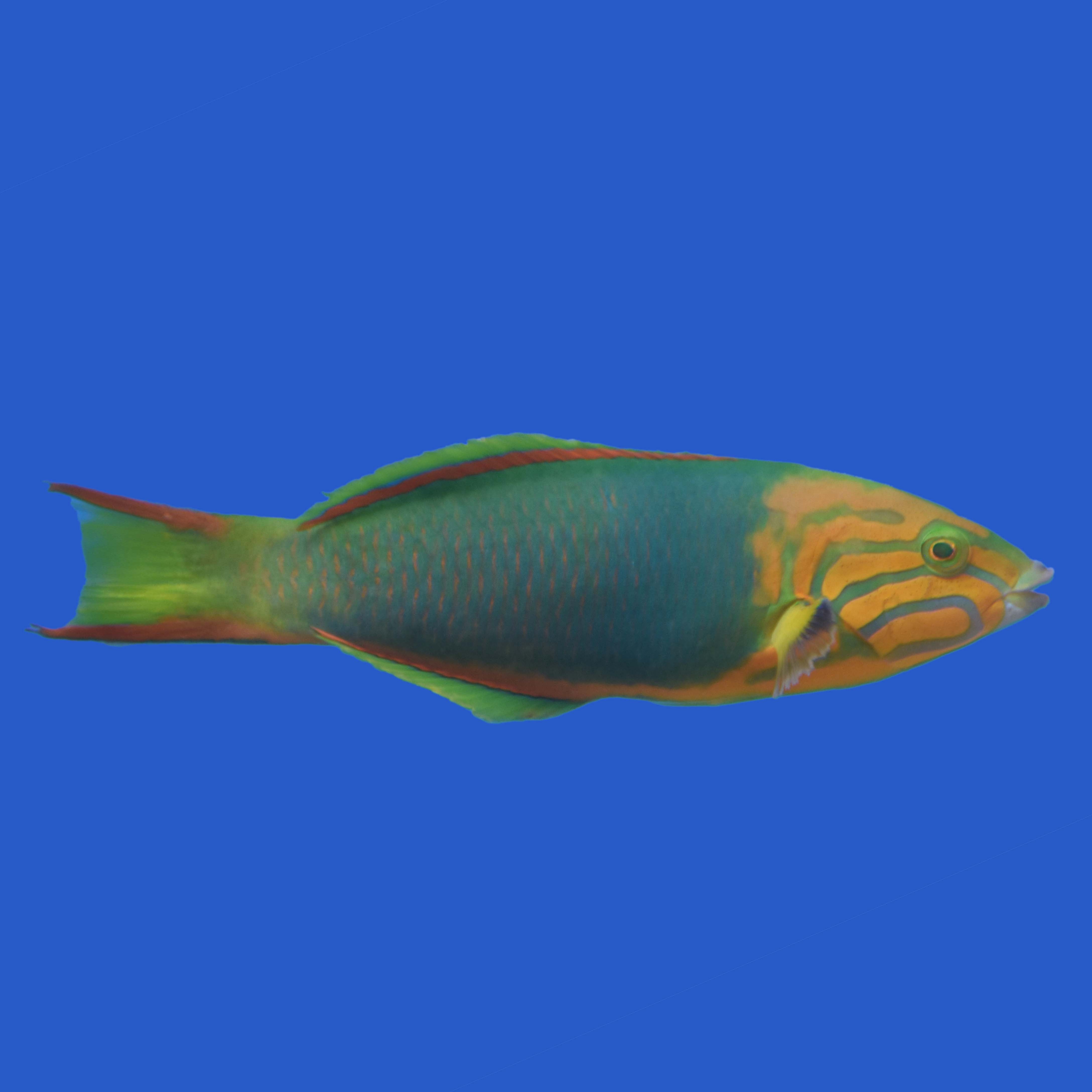 Banana Wrasse – Aquatic Collection Aquarium
