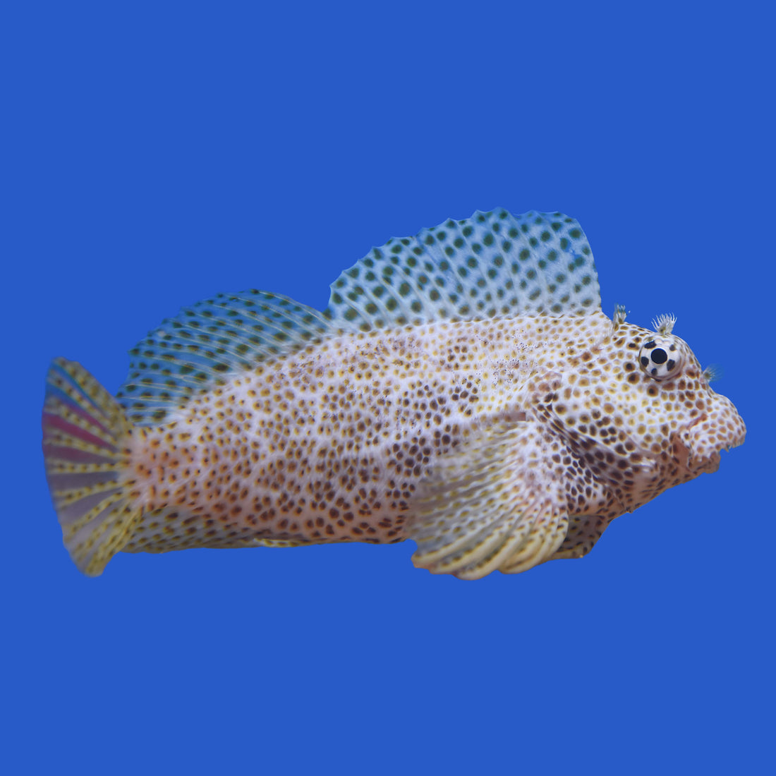 Leopard Blenny – Aquatic Collection Aquarium