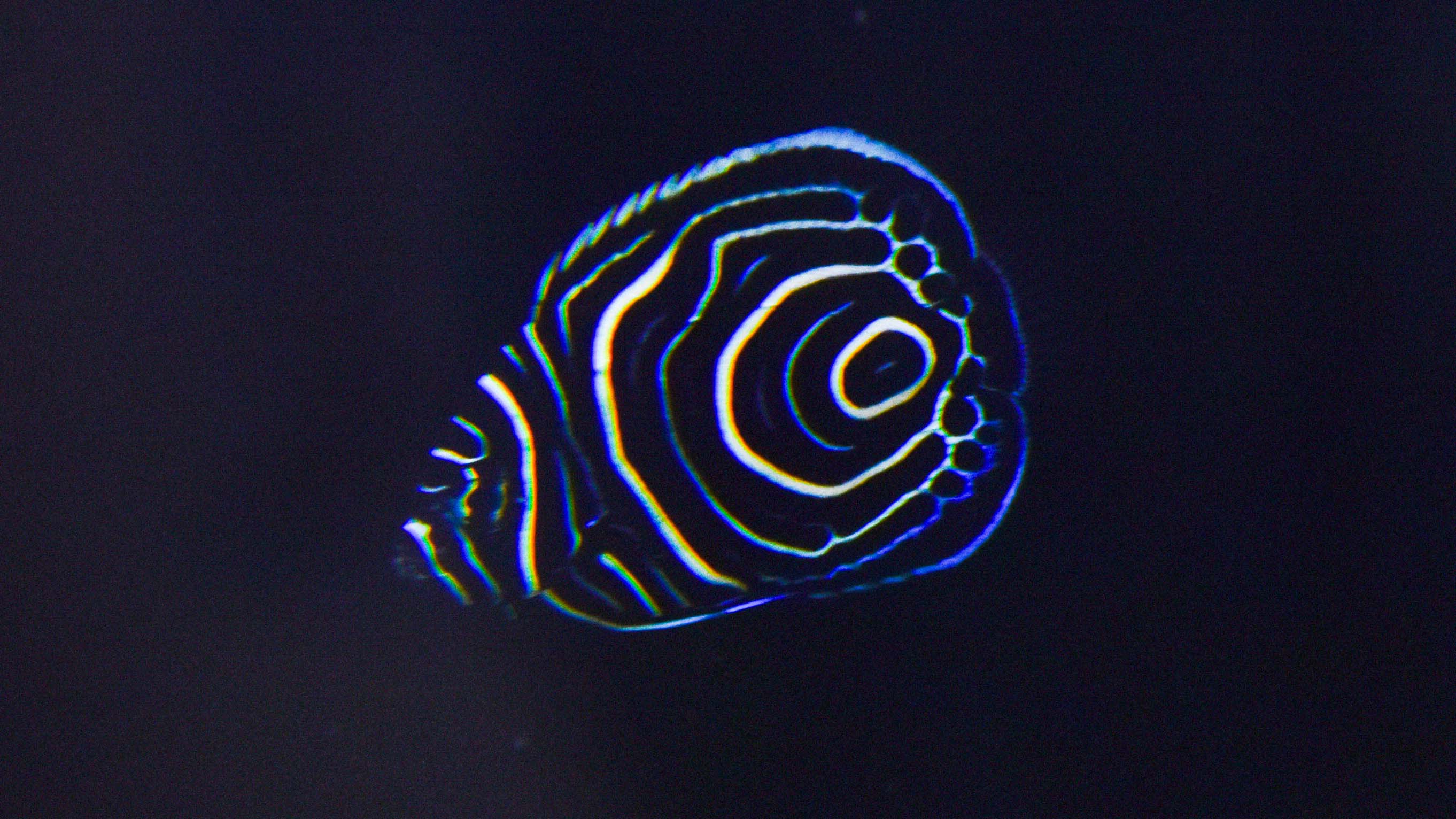Emperor Angel – Aquatic Collection Aquarium