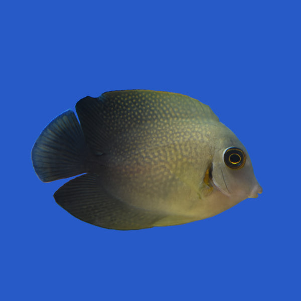 Halfblack Tang – Aquatic Collection Aquarium