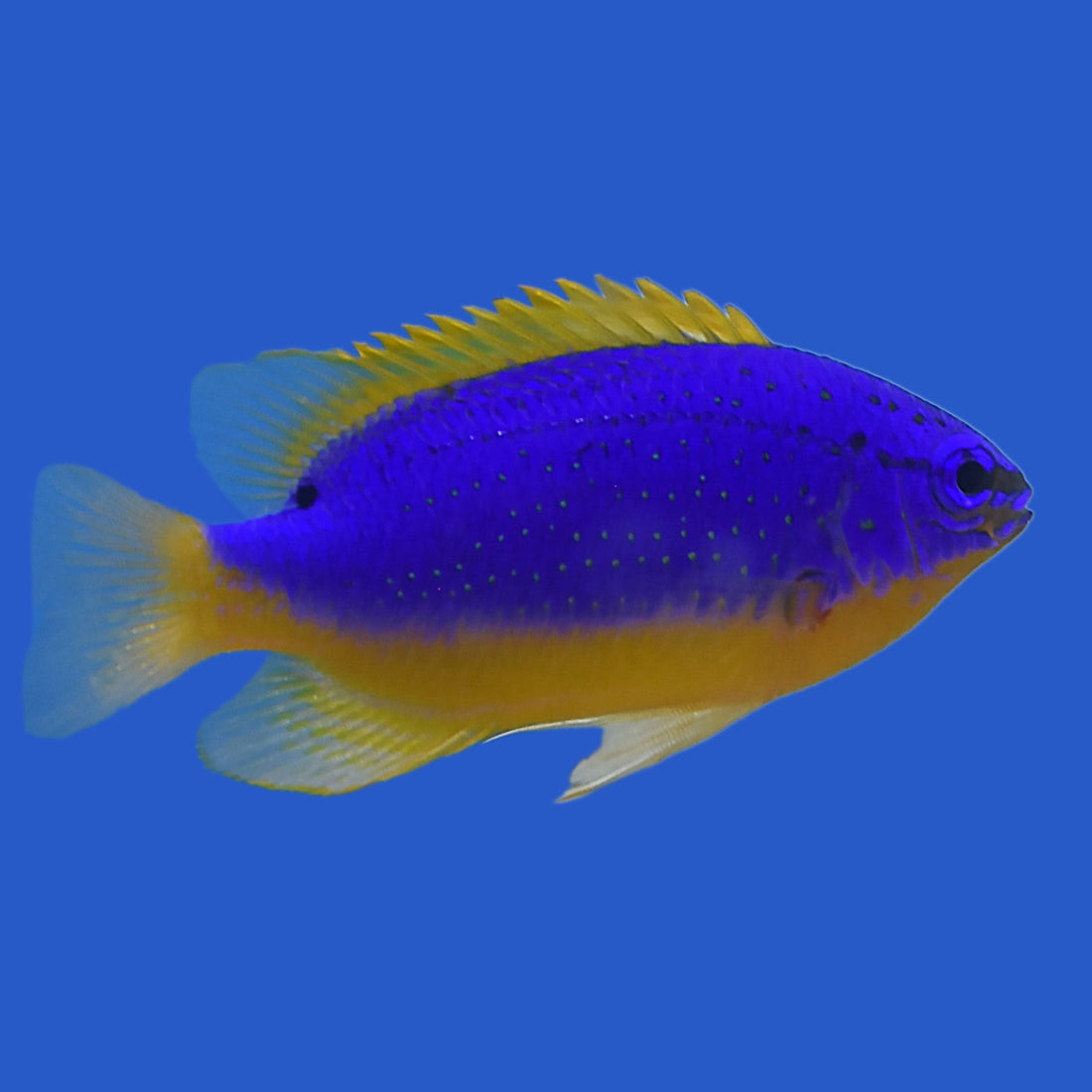Fiji Blue Devil Damselfish – Aquatic Collection Aquarium