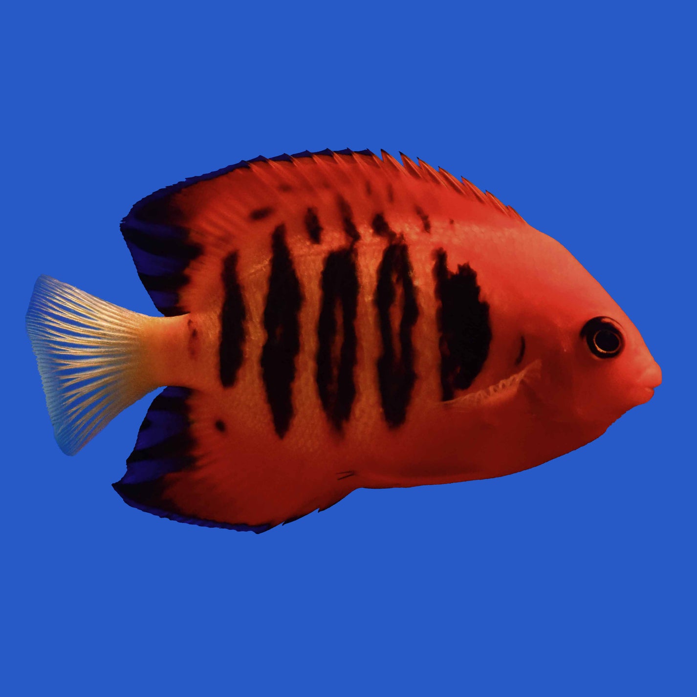 Flame Angelfish – Aquatic Collection Aquarium