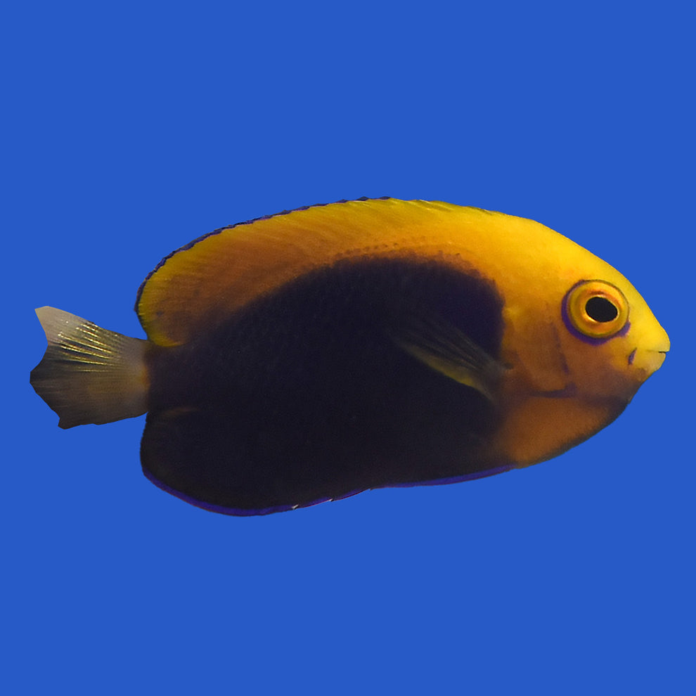 Flameback Angelfish – Aquatic Collection Aquarium