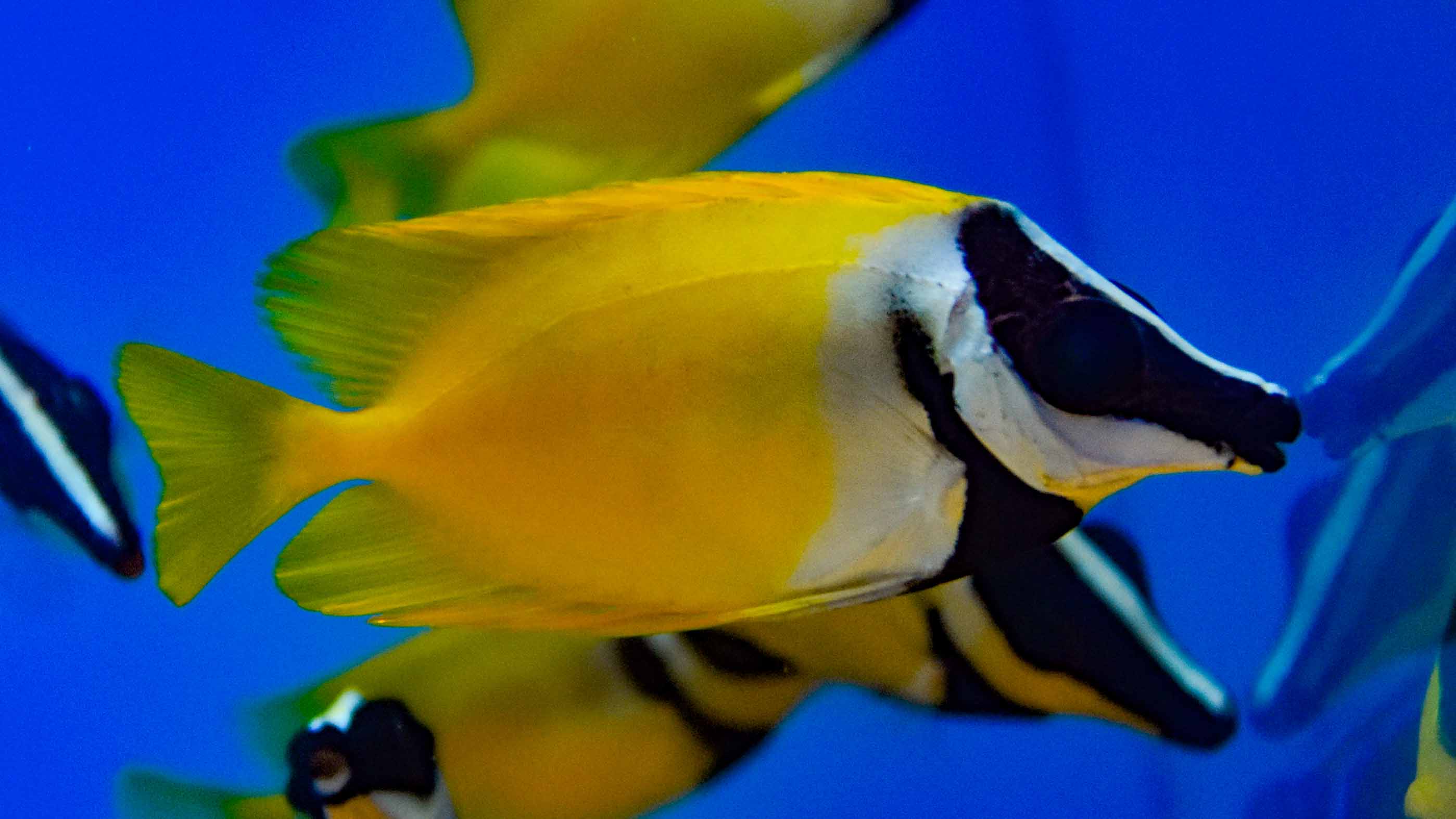 Foxface Rabbitfish – Aquatic Collection Aquarium