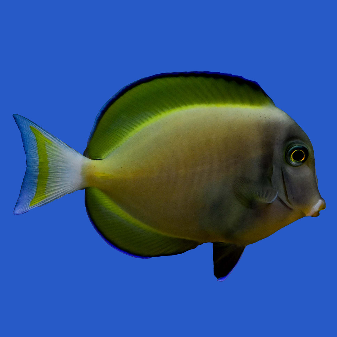 Gold Rim Tang – Aquatic Collection Aquarium