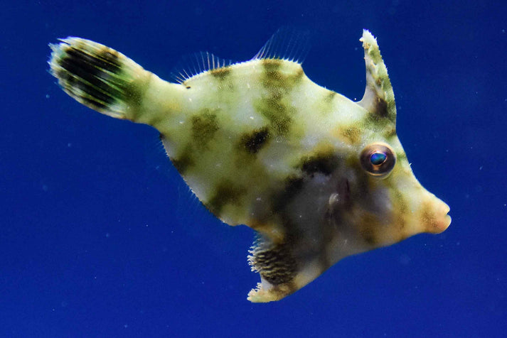 Aiptasia Eating Filefish – Aquatic Collection Aquarium