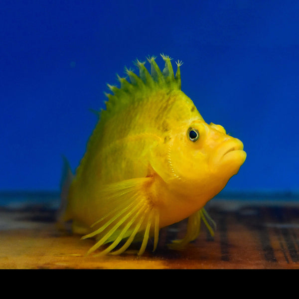 Japanese Golden Hawkfish WYSIWYG – Aquatic Collection Aquarium