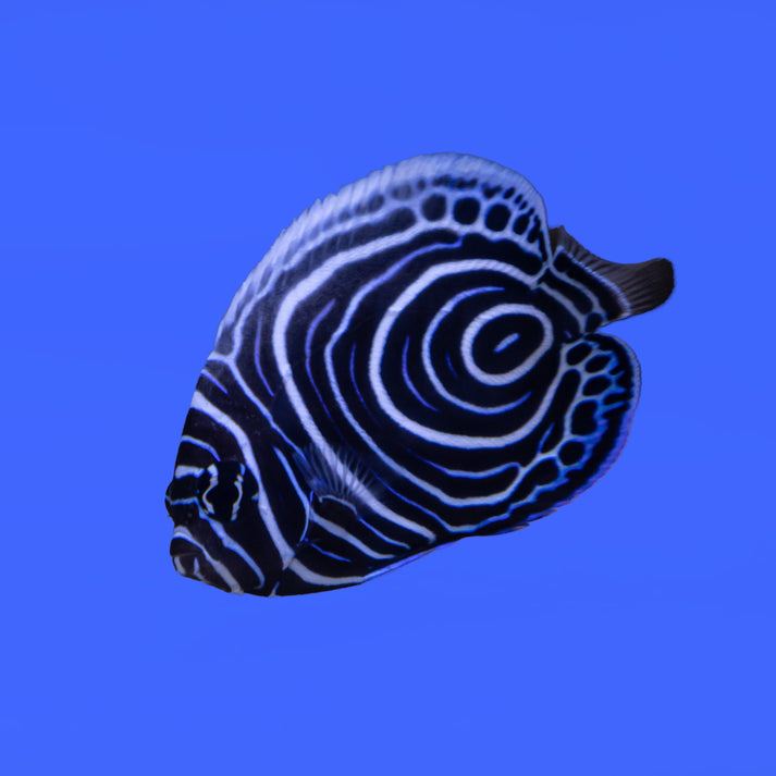 Emperor Angelfish – Aquatic Collection Aquarium