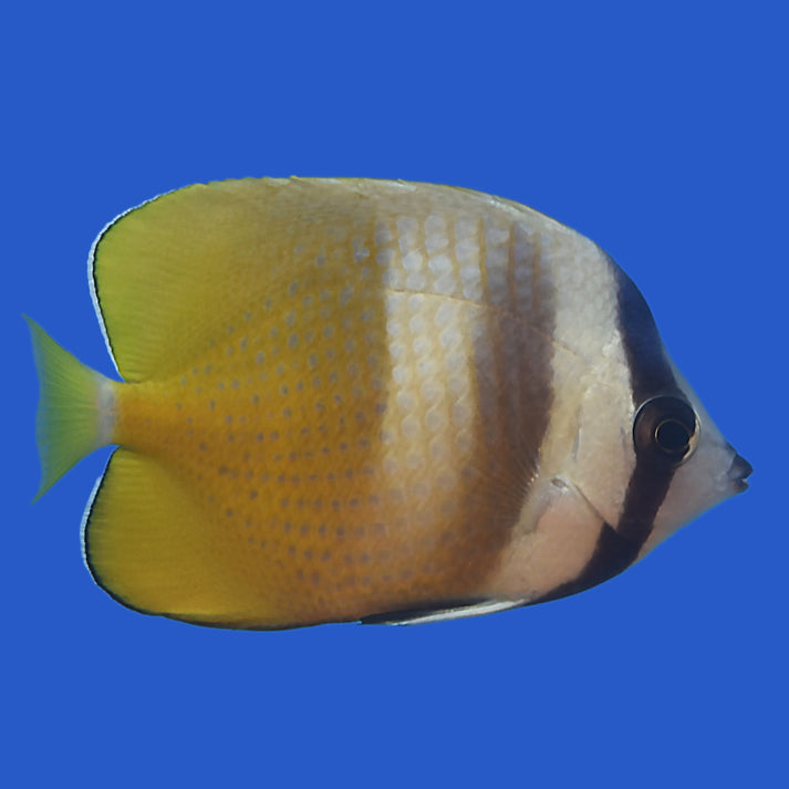 Klein Butterflyfish – Aquatic Collection Aquarium