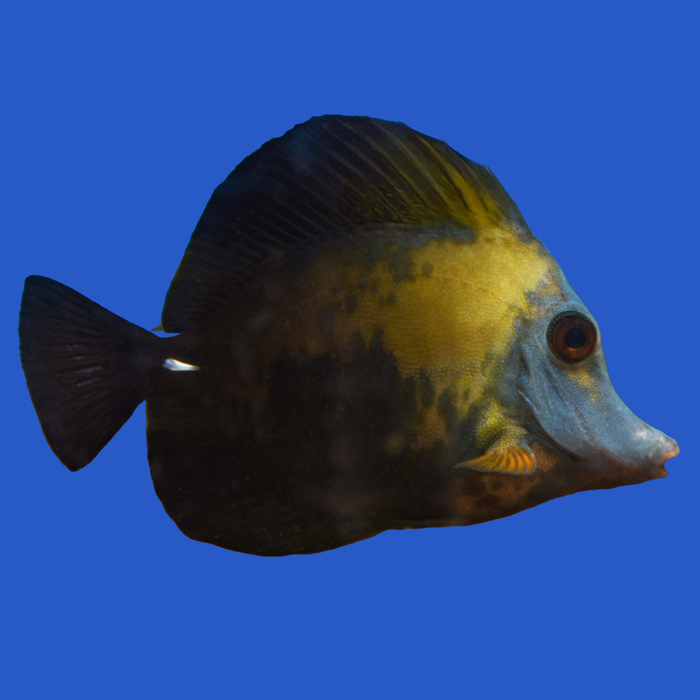 Koi Tang – Aquatic Collection Aquarium