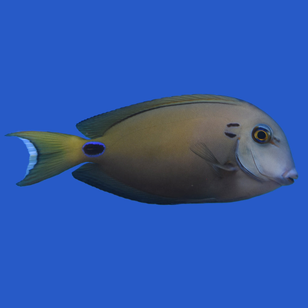 Lieutenant Tang – Aquatic Collection Aquarium