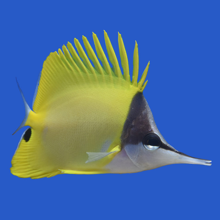 Longnose Butterflyfish – Aquatic Collection Aquarium