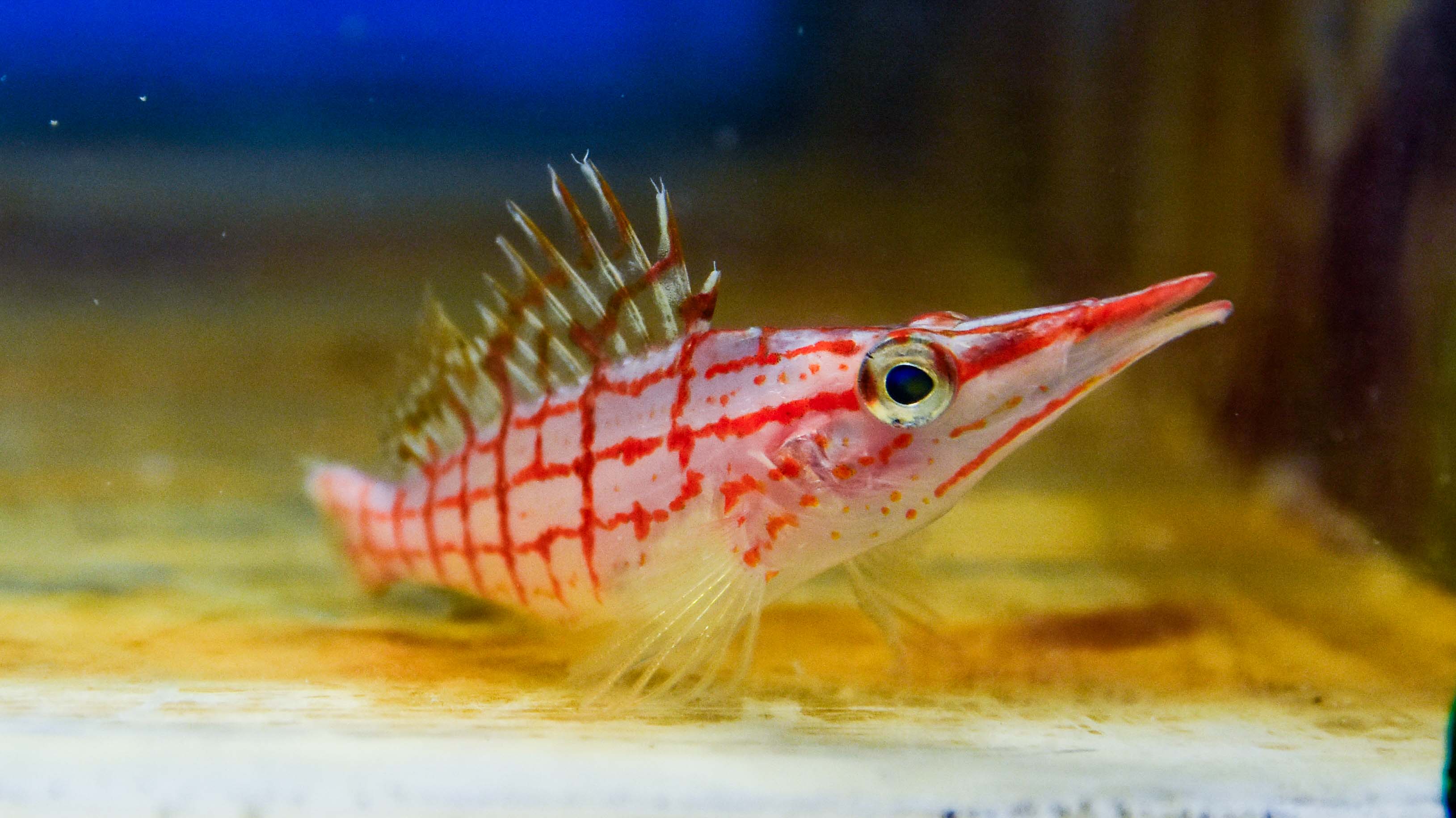 Longnose Hawkfish – Aquatic Collection Aquarium