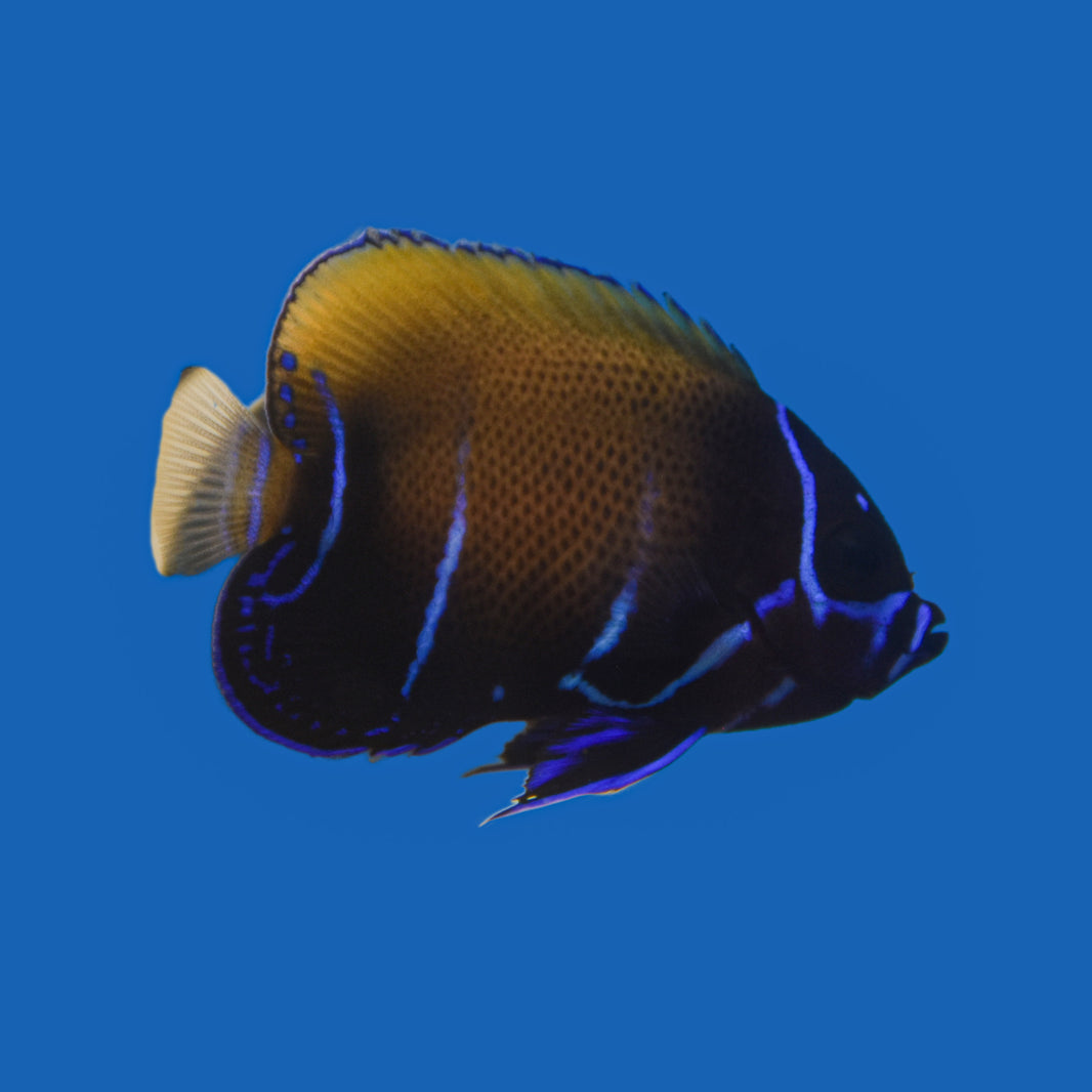 Fish – Aquatic Collection Aquarium