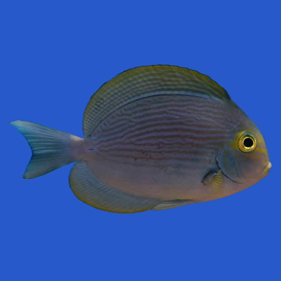 Tangs – Aquatic Collection Aquarium