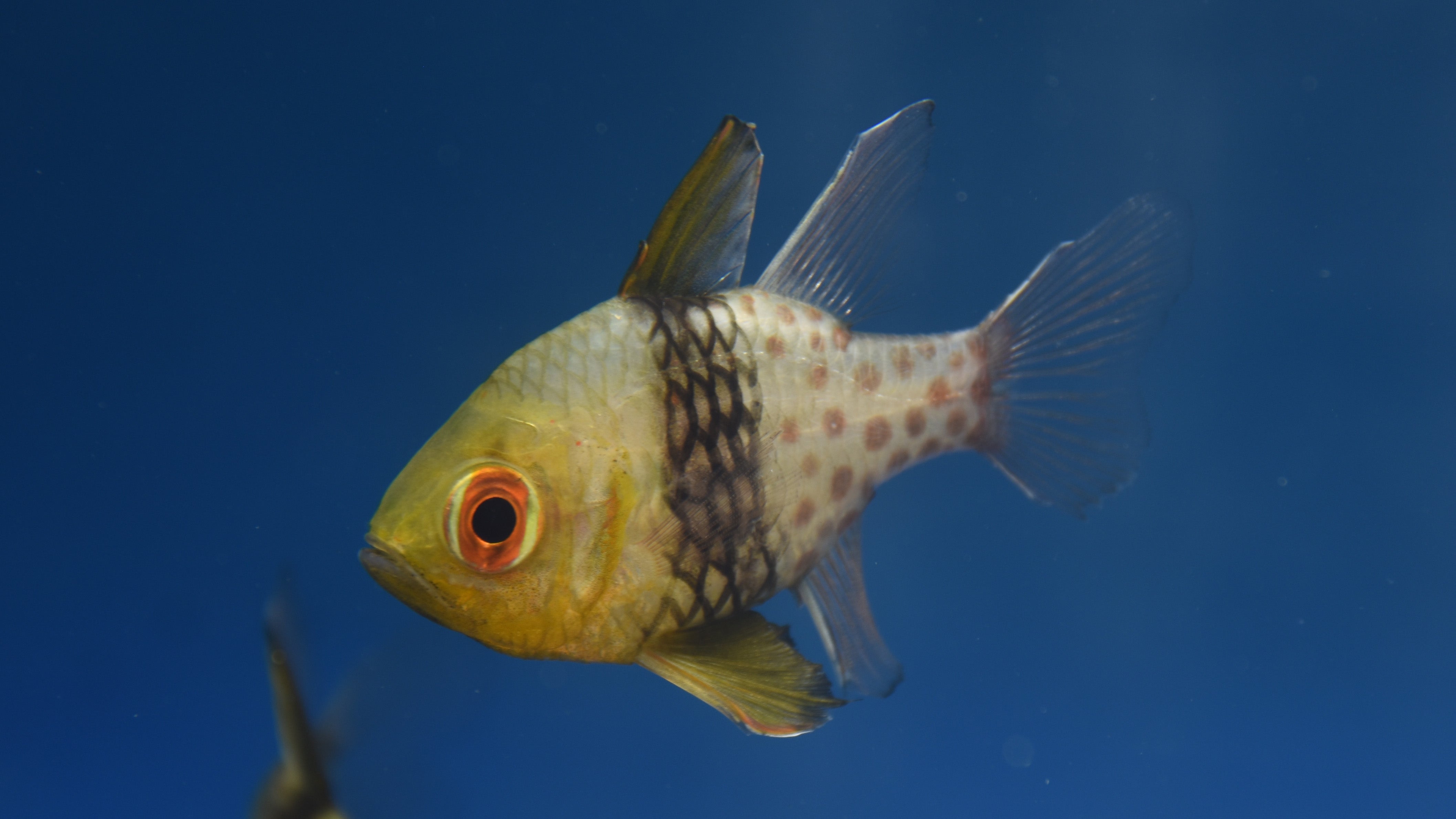 Pajama Cardinal – Aquatic Collection Aquarium